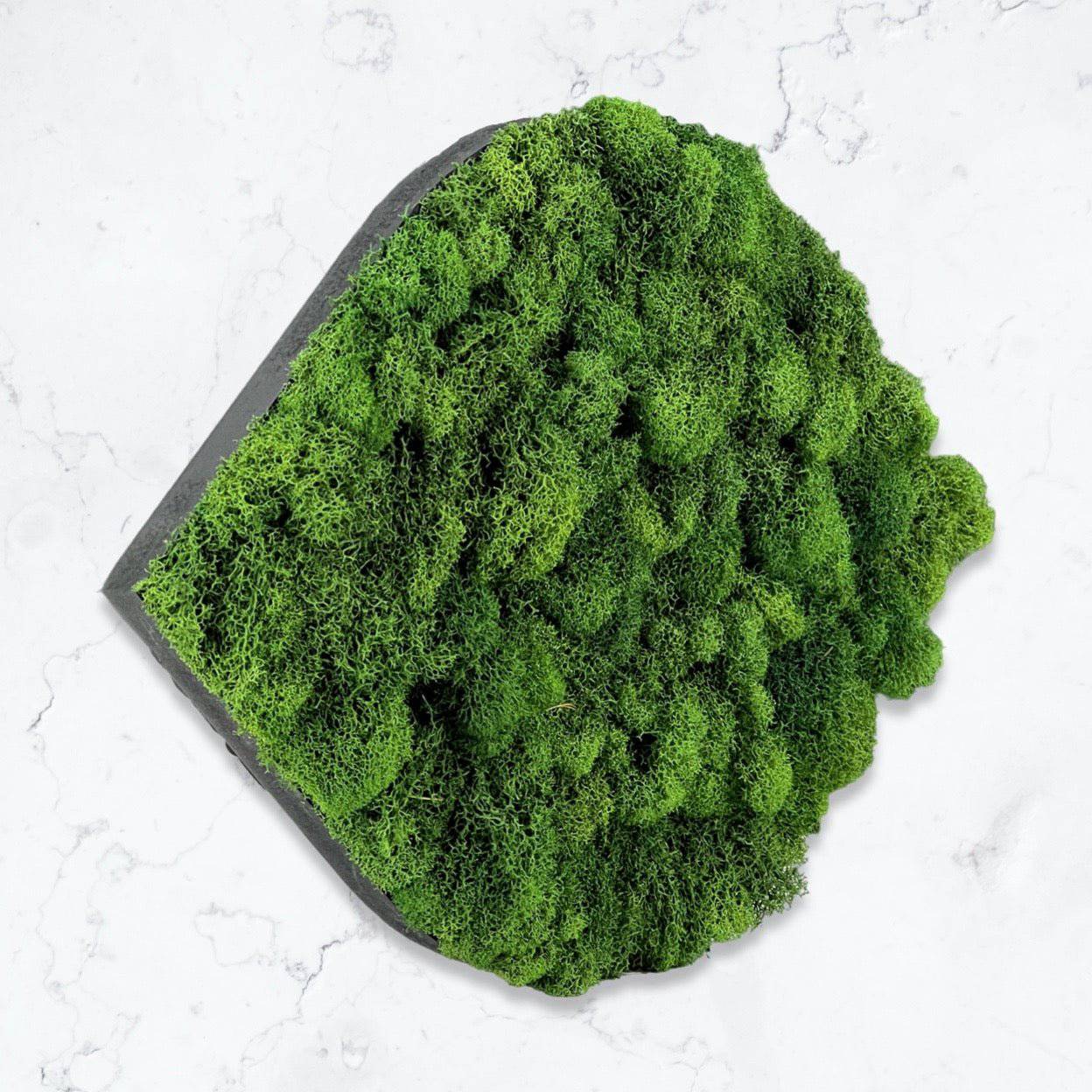 Acoustic Sound Dampening Moss Panels for Sale | Moss Fusion – MossFusion