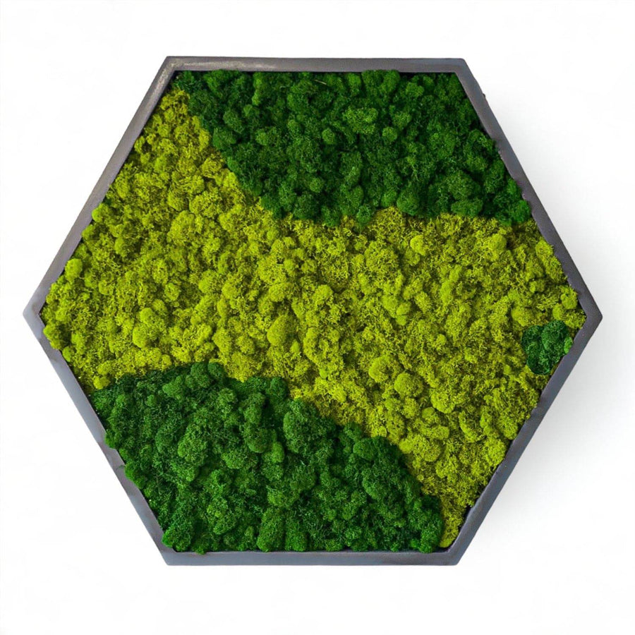 Framed Hexagon Moss Wall Art | Hexagon Moss Decor – MossFusion