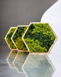 Framed Hexagon Moss Wall Art | Hexagon Moss Decor – MossFusion