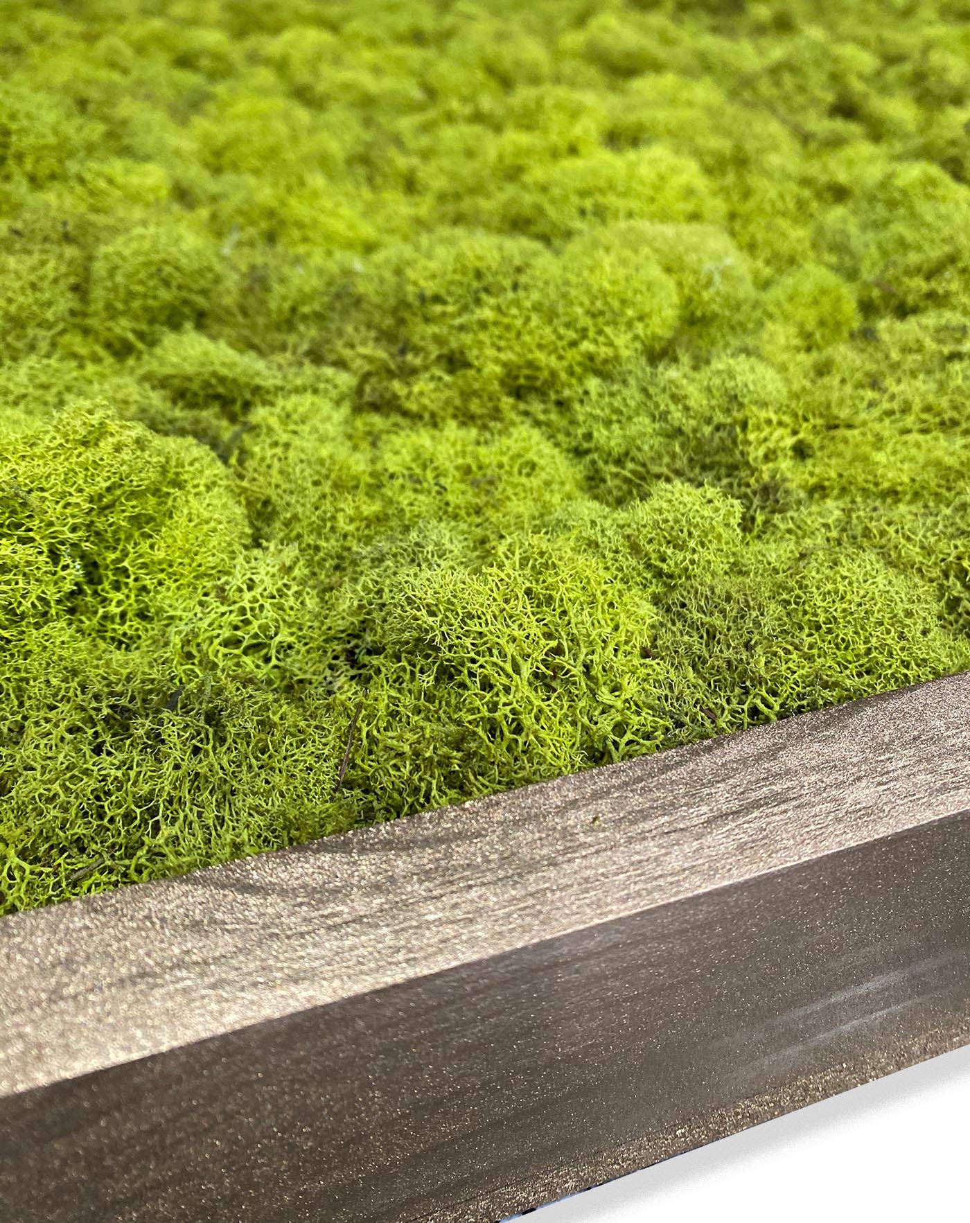 Moss Wall Art Decor | Framed Reindeer Moss Wall Art – MossFusion