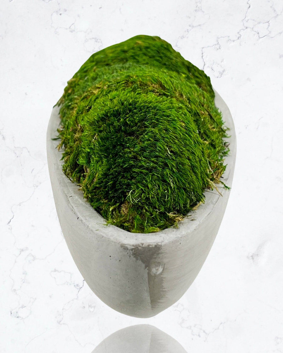 Preserved Moss in Concrete Boat Centerpiece For Sale | Moss Fusion ...